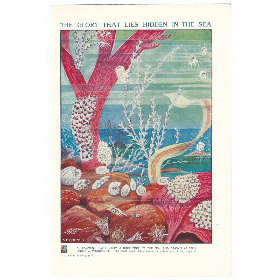 The Glory That Lies Hidden in the Sea 1920's Print. Vintage Colour ...