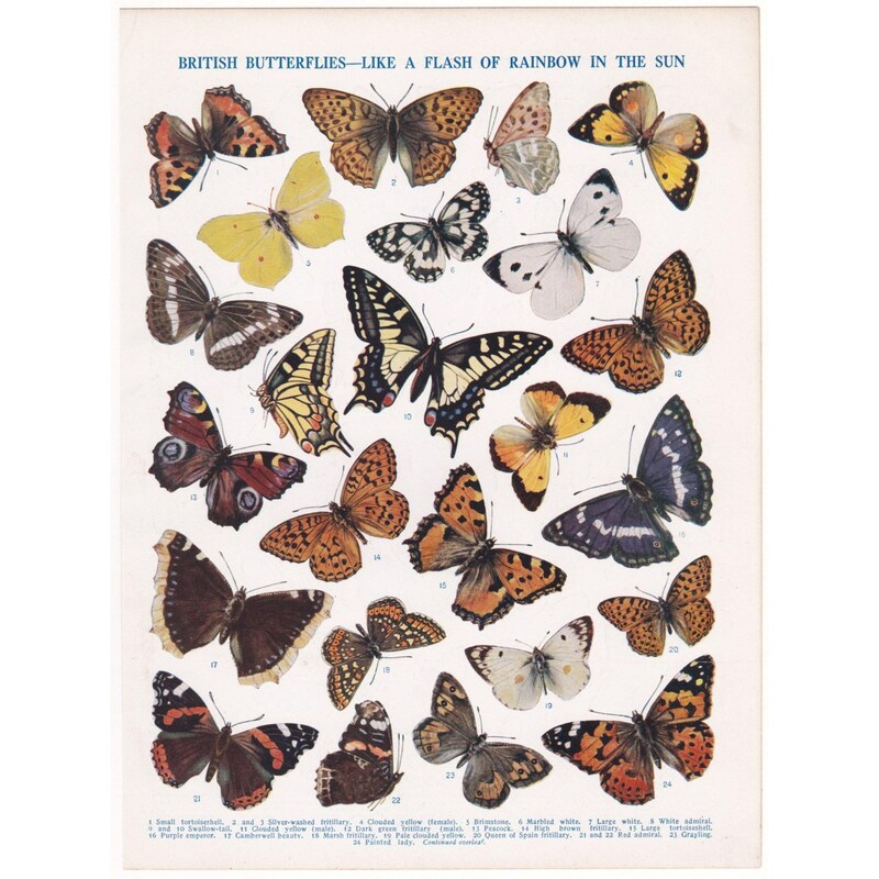 Butterfly Lithograph - Etsy