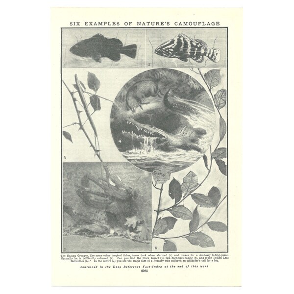 1920s Nature Print - Etsy