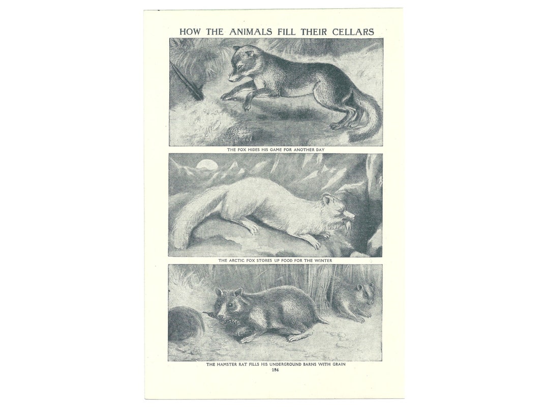 Animals & Food Vintage 1920s Print. Fox Arctic Fox Hamster Rat. Animal ...
