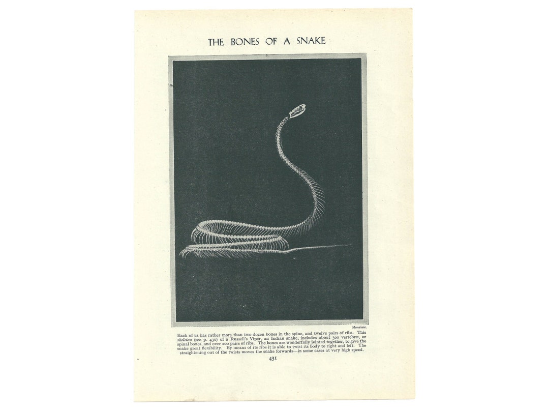 Vintage 1940's Snake Lithograph Print. Animal Skeleton Art Artwork Wall ...