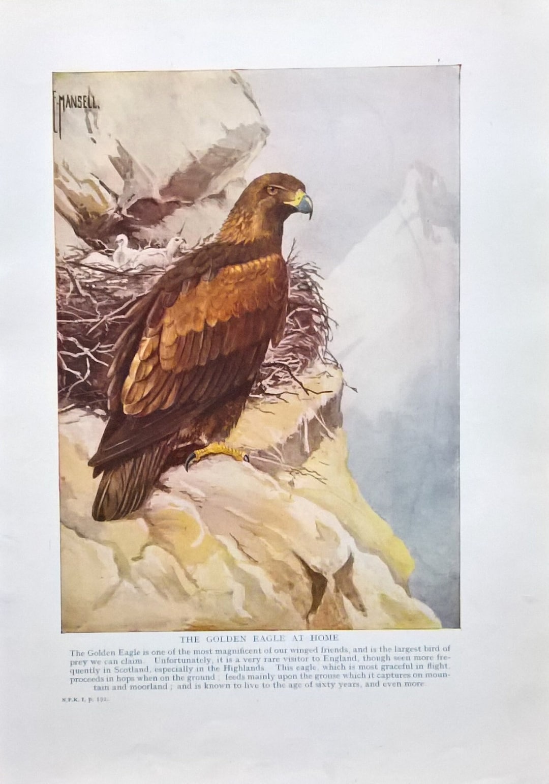 Vintage Golden Eagle Print. Genuine Original 1940s. Bird of Prey Wall Art. Nature Decor. Natural ...