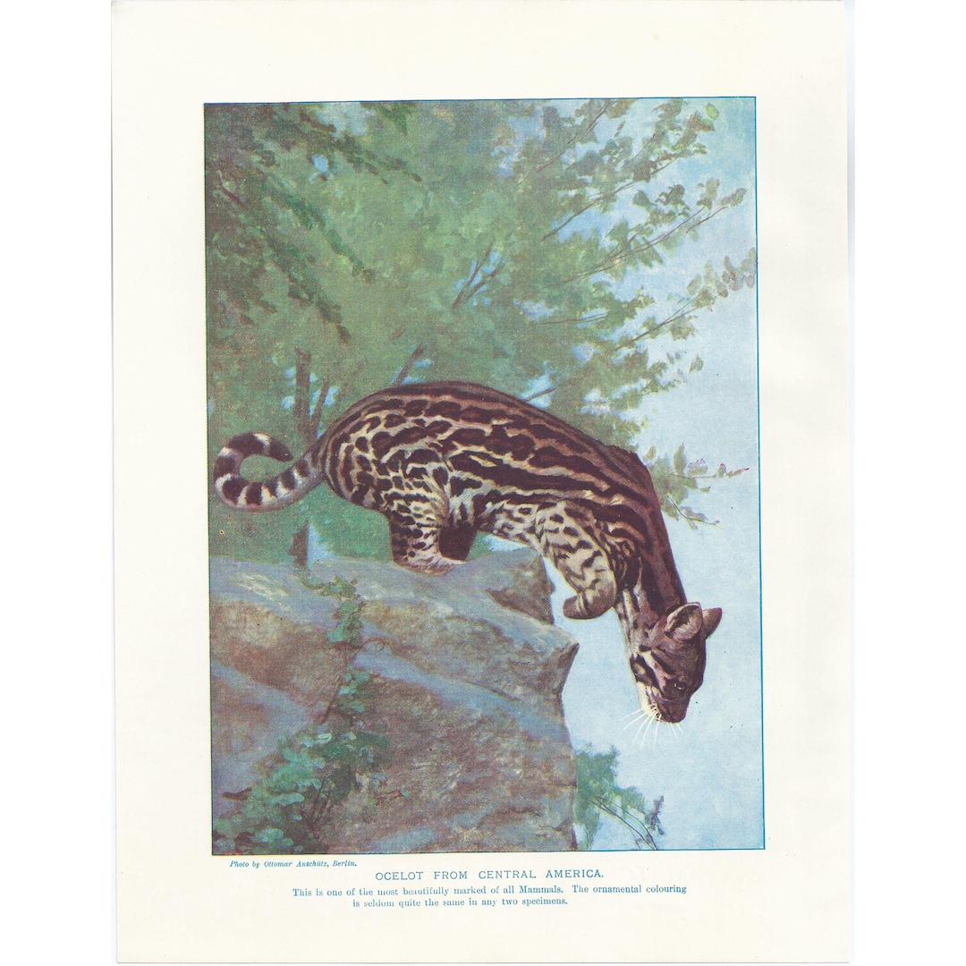 1906 Ocelot Antique Lithograph Print. Genuine Original Colour Book ...