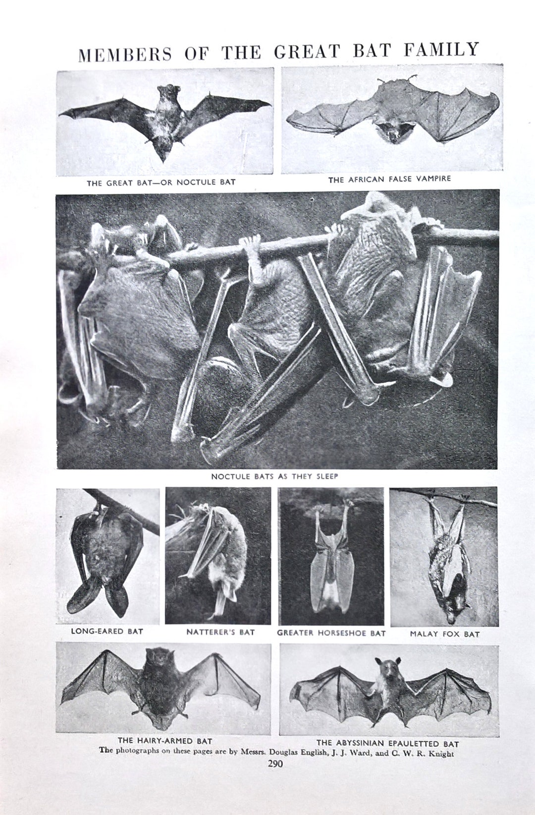 Members of the Great Bat Family Vintage 1950's Print. Genuine Original ...
