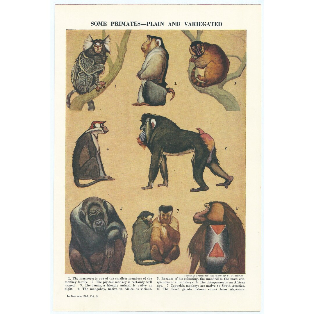 Vintage 1950 Primates Colour Lithograph Print. Marmoset Monkey Lemur ...