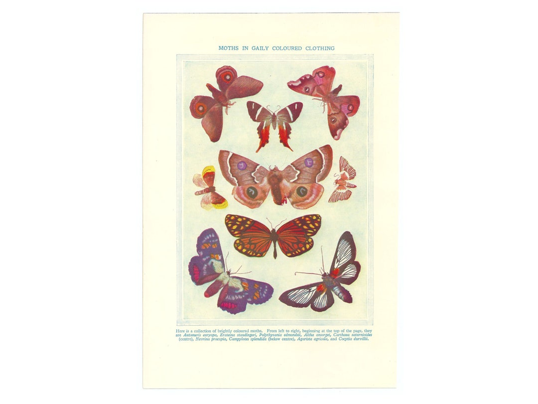 Original Moths Vintage Print From the 1930s. Genuine Book Plate ...