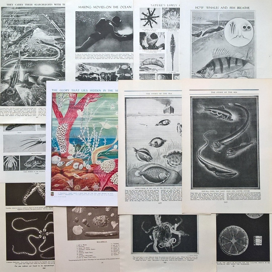 Oceanography 12 X Vintage Prints. Over 60 Years Old. Genuine Original ...