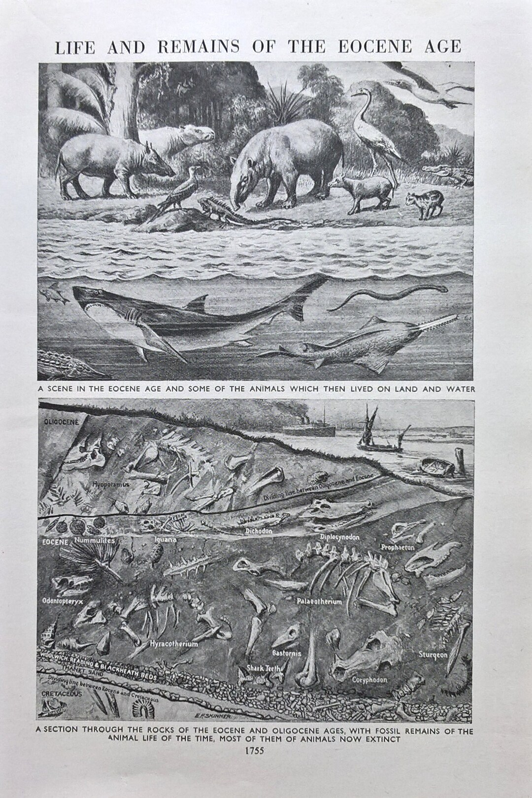 Life and Remains of the Eocene Age Print. Vintage 1950's Lithograph ...