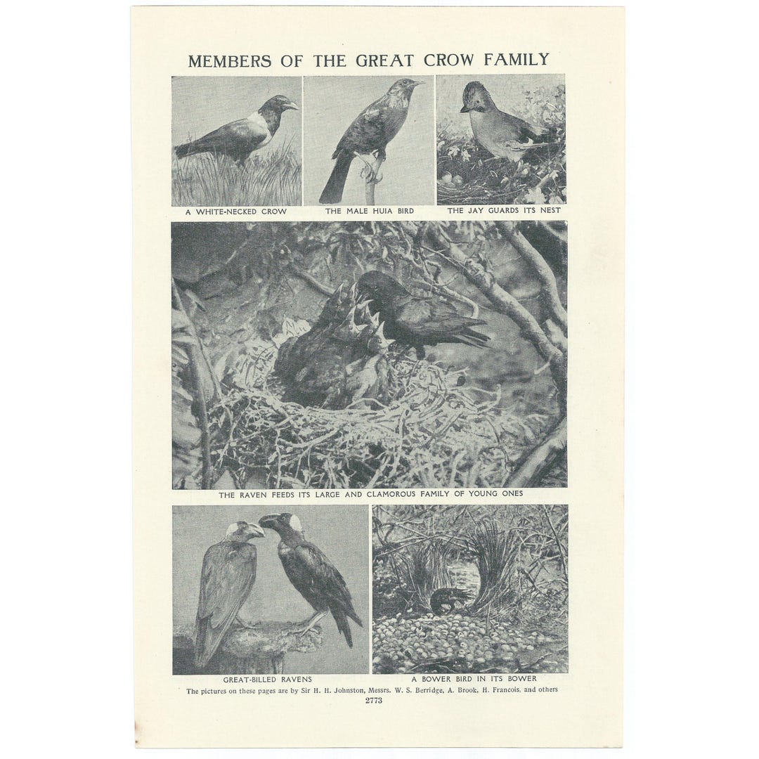 Vintage 1920's Crow Family Print. Genuine Original Lithograph Book Page ...