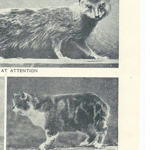 Vintage Cat Family Print. Genuine 1920's Lithograph Art Artwork Page ...