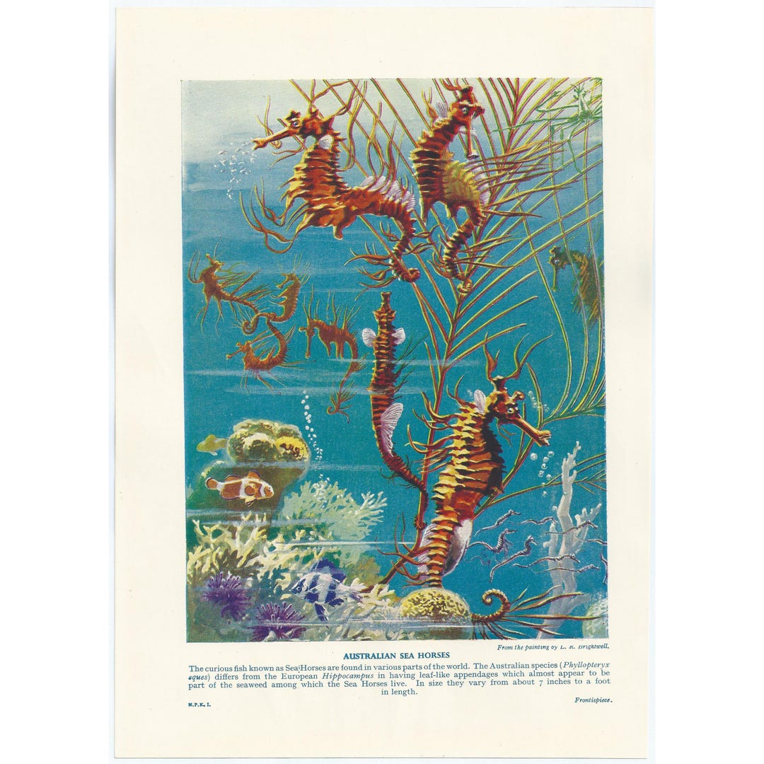 Sea Horses 1950's Lithograph Art Print. Oceanography Art Artwork Gift ...