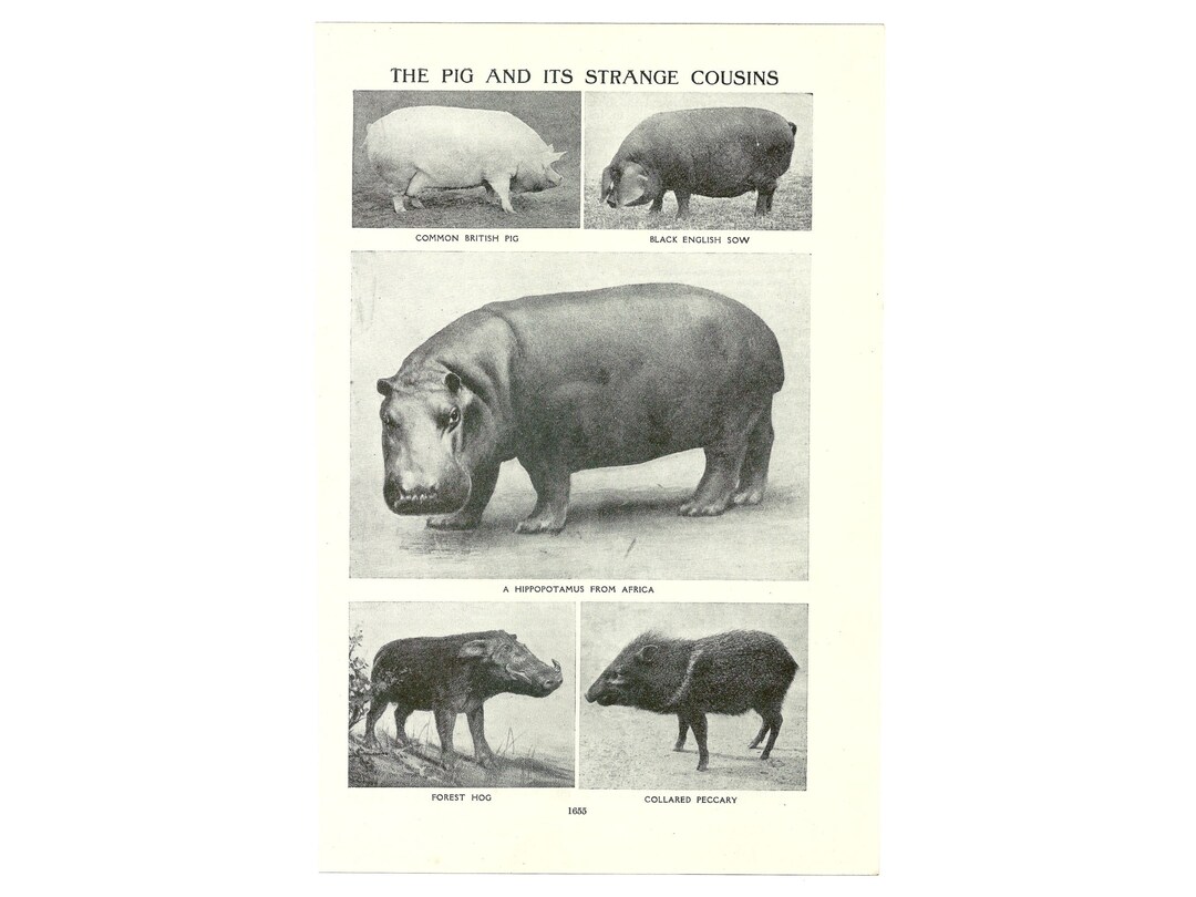 Pig Types Vintage 1920's Lithograph Print. English Sow - Etsy
