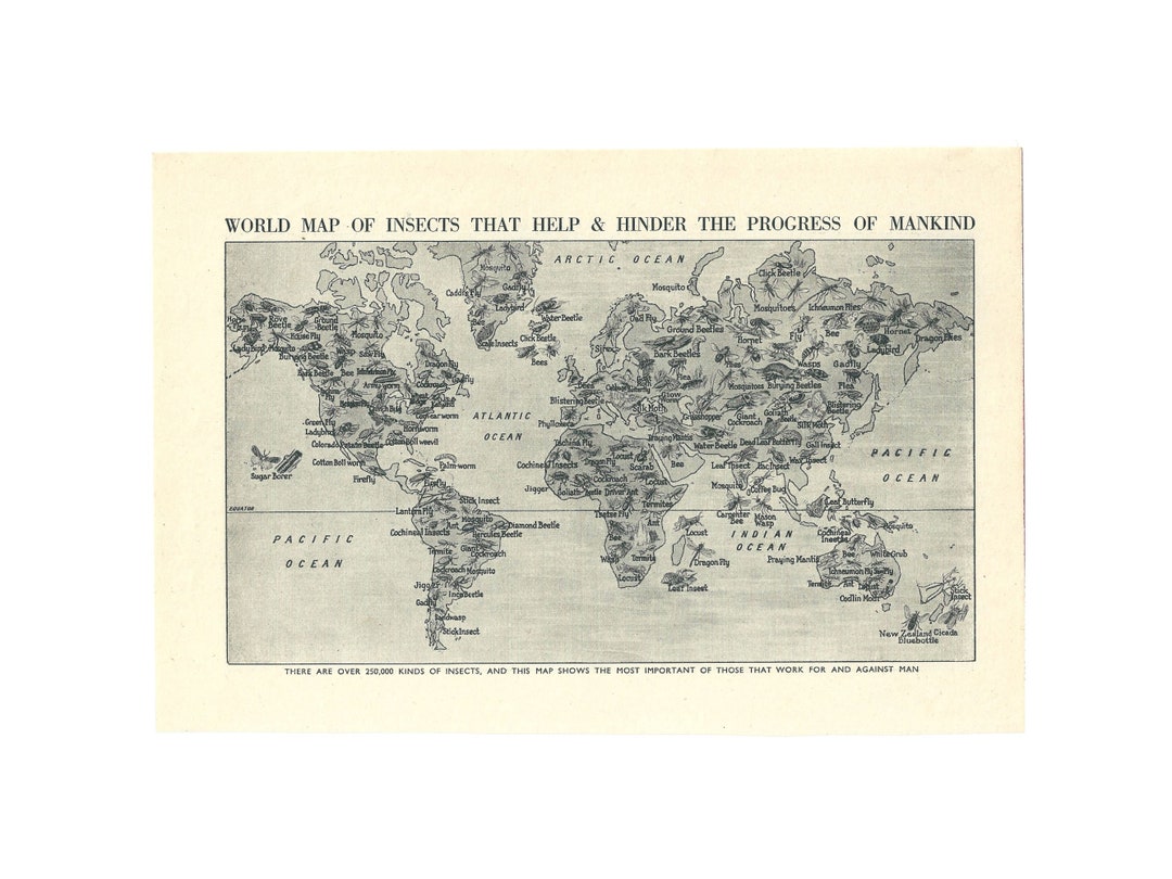 Vintage Insects Map 1950's Lithograph Print. Genuine Book Page/plate ...