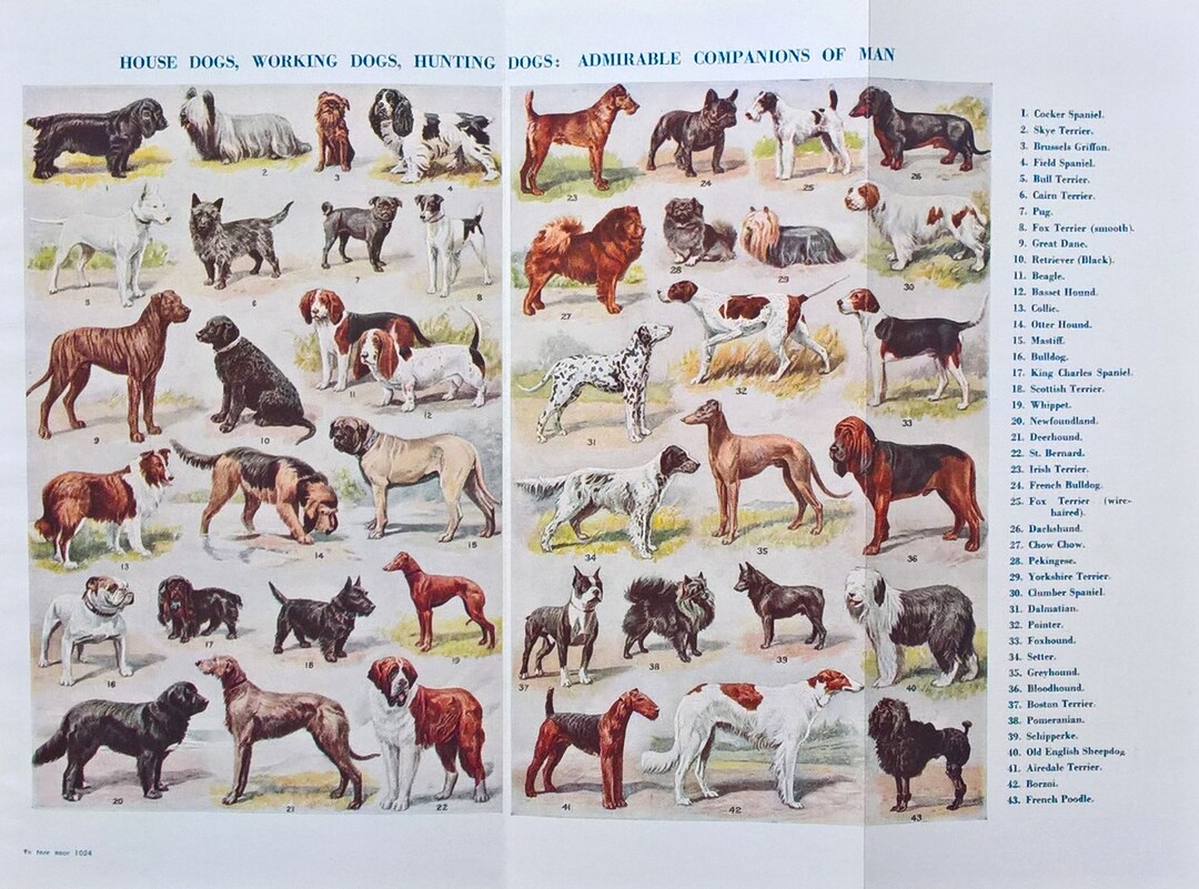 Dog Breeds 1950s Lithograph Fold Out Print. Genuine Original Vintage ...