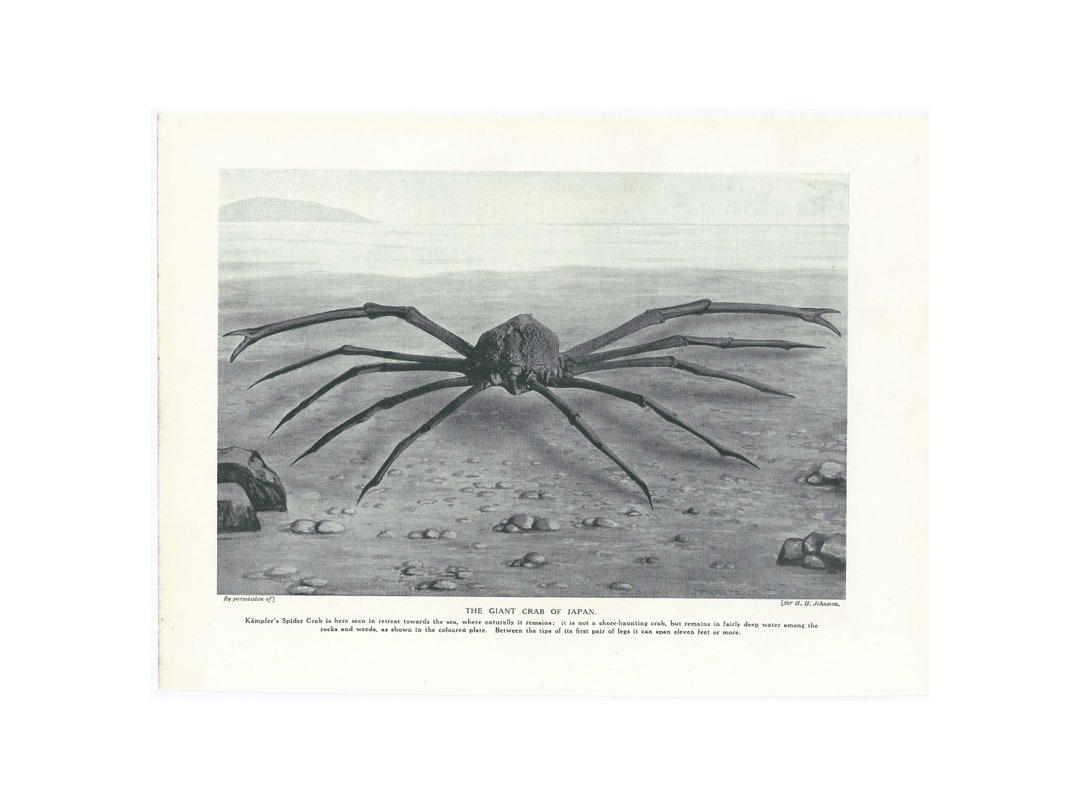 Spider Crab 1916 Antique Lithograph Print. Genuine Original Book Page ...