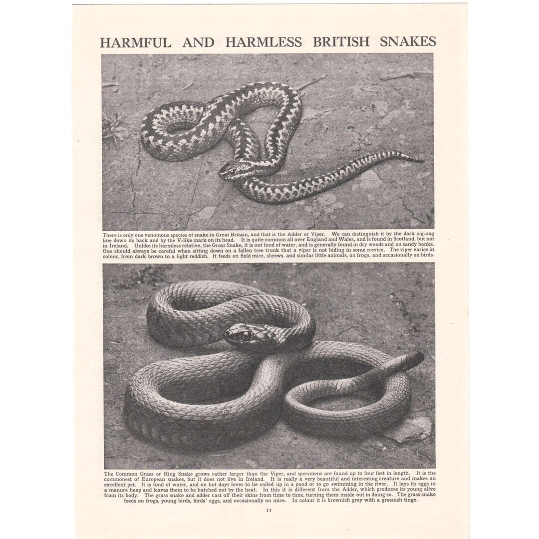 Vintage 1930s British Snakes Print. Natural History Gift Present ...