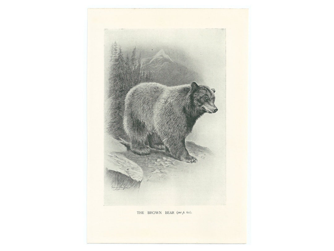 The Brown Bear 1907 Lithograph Art Print. Genuine Original Antique Book ...