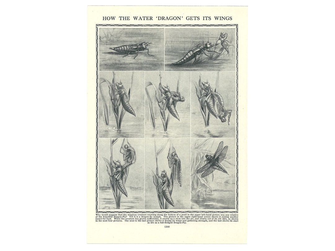How A Dragon Fly Nymph Gets Its Wings Vintage 1940s Print. Insects ...