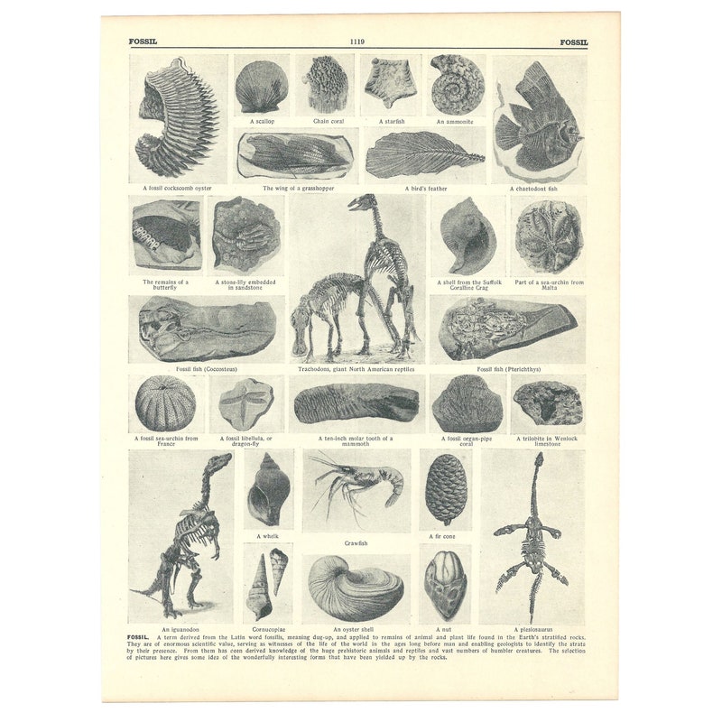 Fossils Print - Etsy