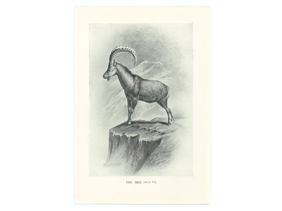 1907 Ibex Animal Print. Wild Goat Nature Natural History Art Artwork ...