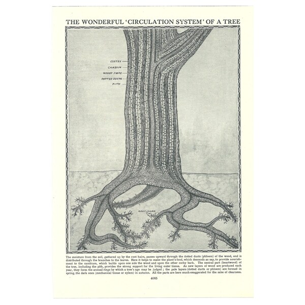 Tree Trunk Plate - Etsy