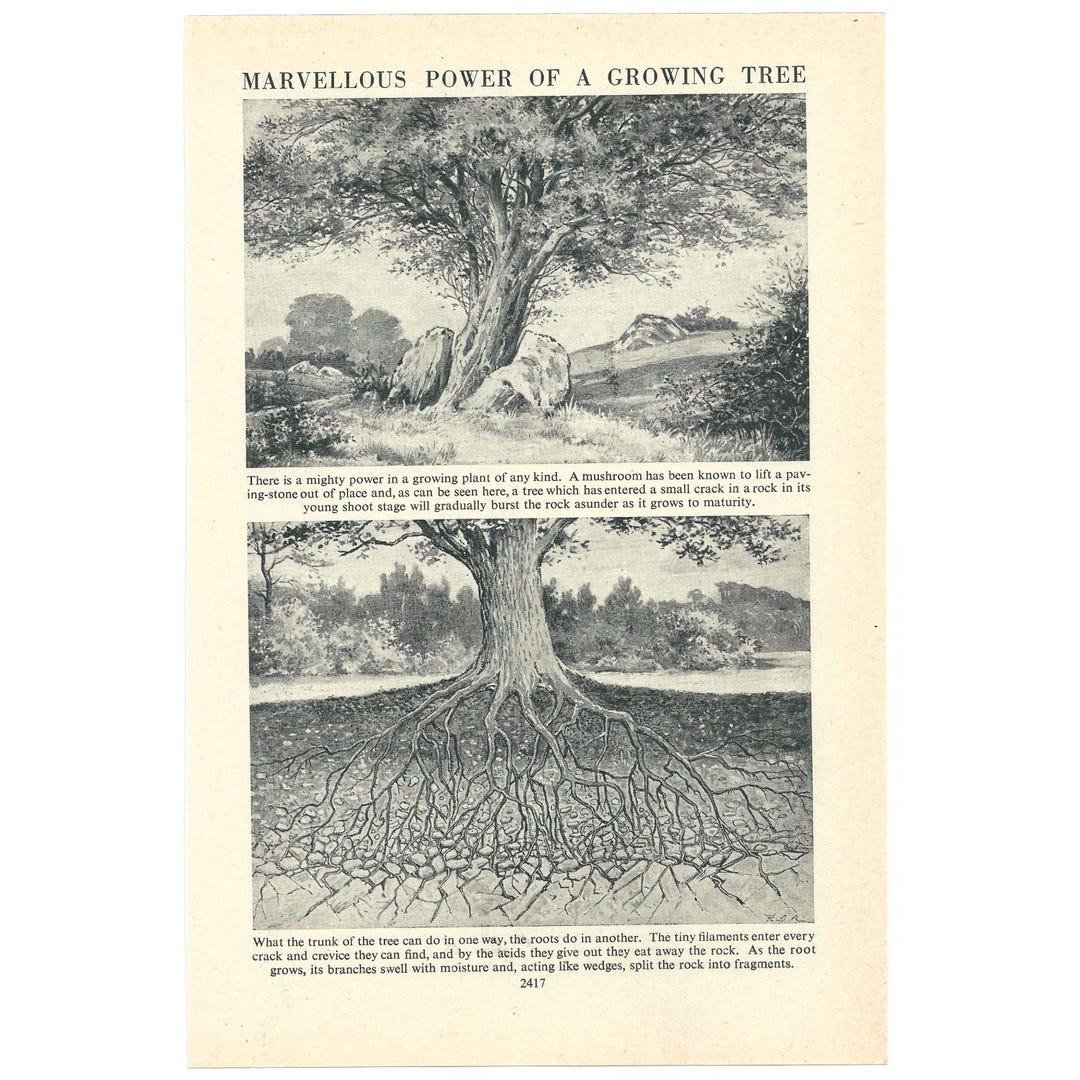 Vintage 1950's Tree Print. Roots Trunk Bark Branches. Dendrology ...