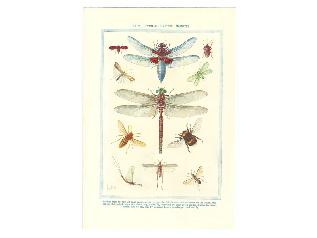 1930s Vintage British Insects Lithograph Print. Genuine Original Book ...