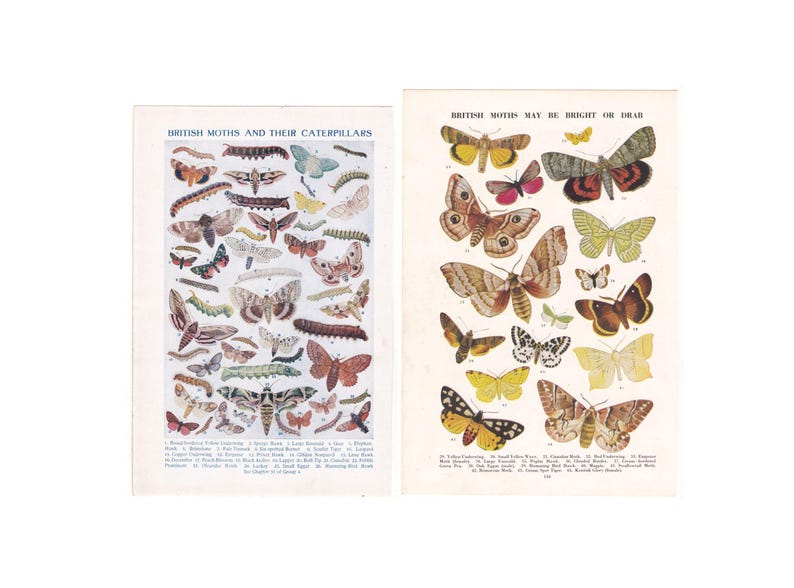 2 X Vintage British Moths Prints 1920s and 1950s. Genuine Original ...