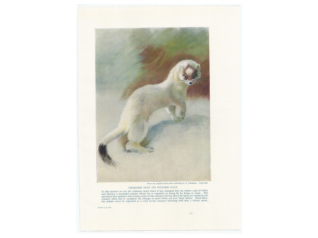Original 1930's Stoat Print. White Ermine Animal Zoology Gift. Birthday ...