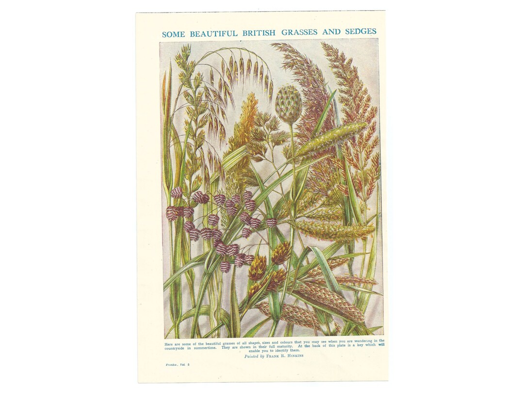 Some Beautiful British Grasses and Sedges 1940s Print. Genuine Original ...
