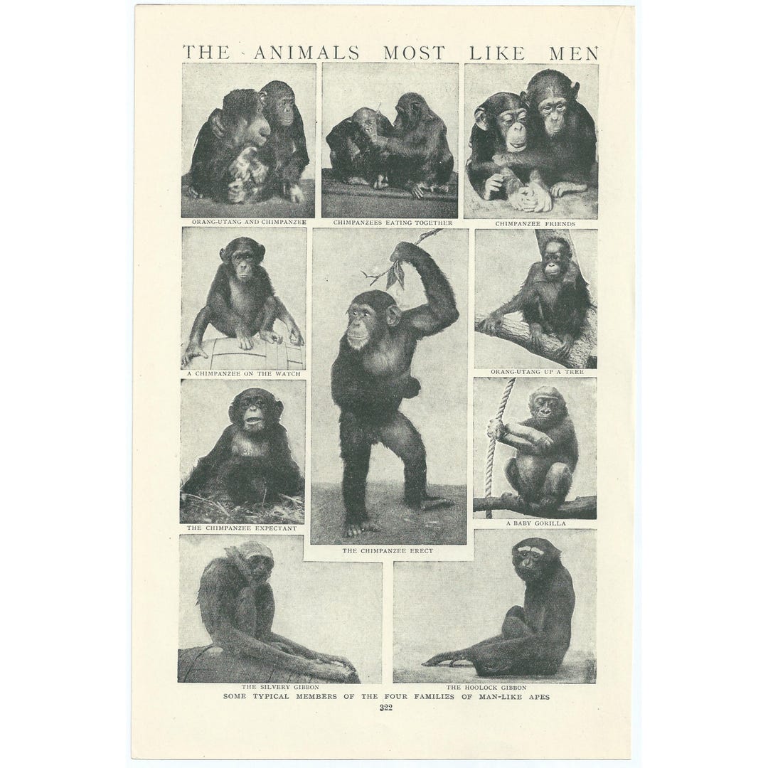 Apes Antique 1910s Print. the Animals Most Like Men. Genuine Original ...