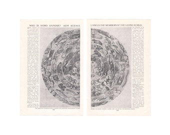 Animals Classification 2 X Vintage 1920's Prints. Zoology Gift. Genuine ...