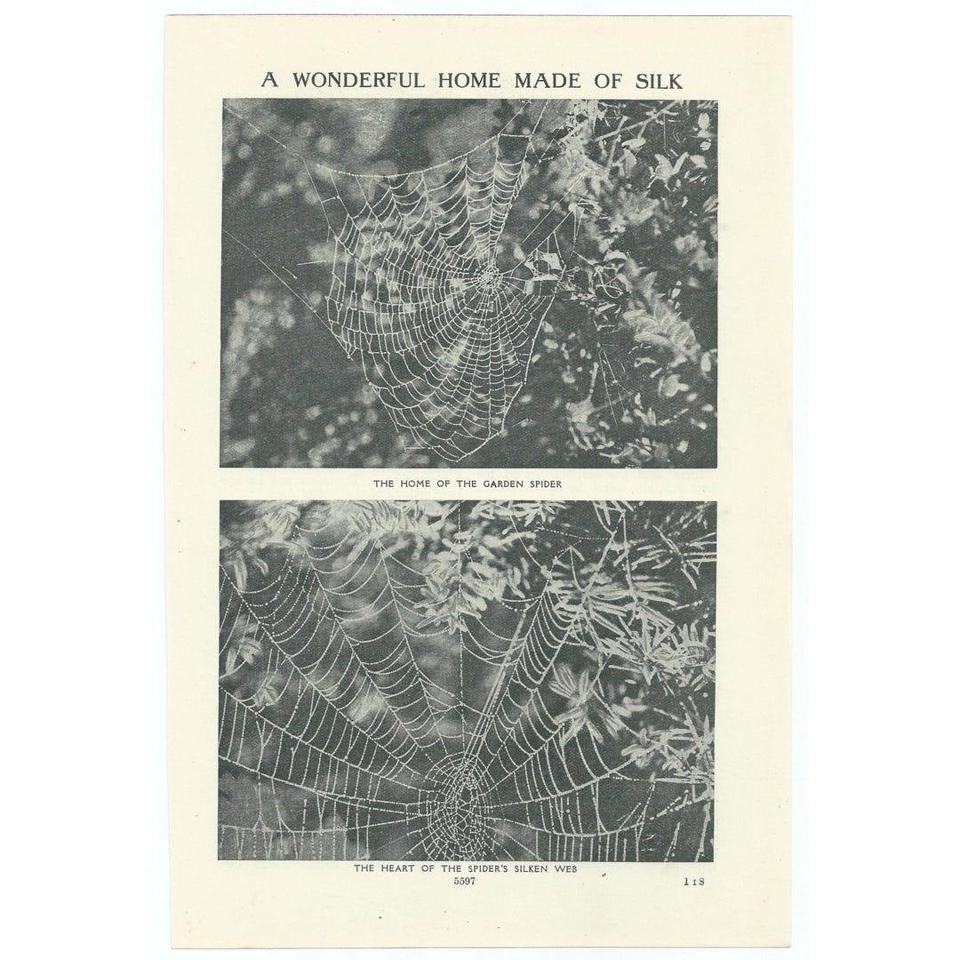 Vintage Spiders Web Print. Genuine 1920's Lithograph Book Page/plate ...