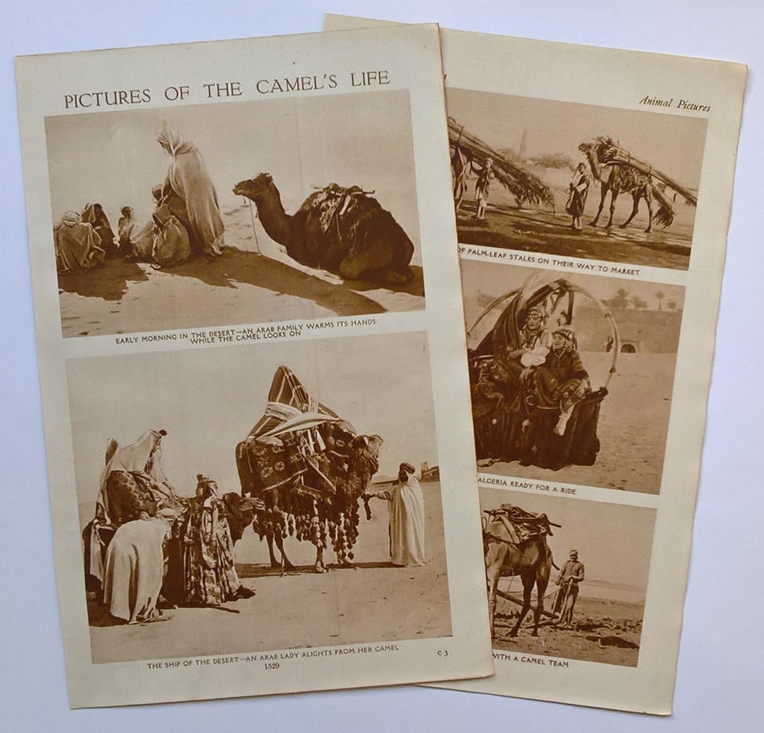 Pictures of the Camels Life. Vintage Pages From an Old - Etsy