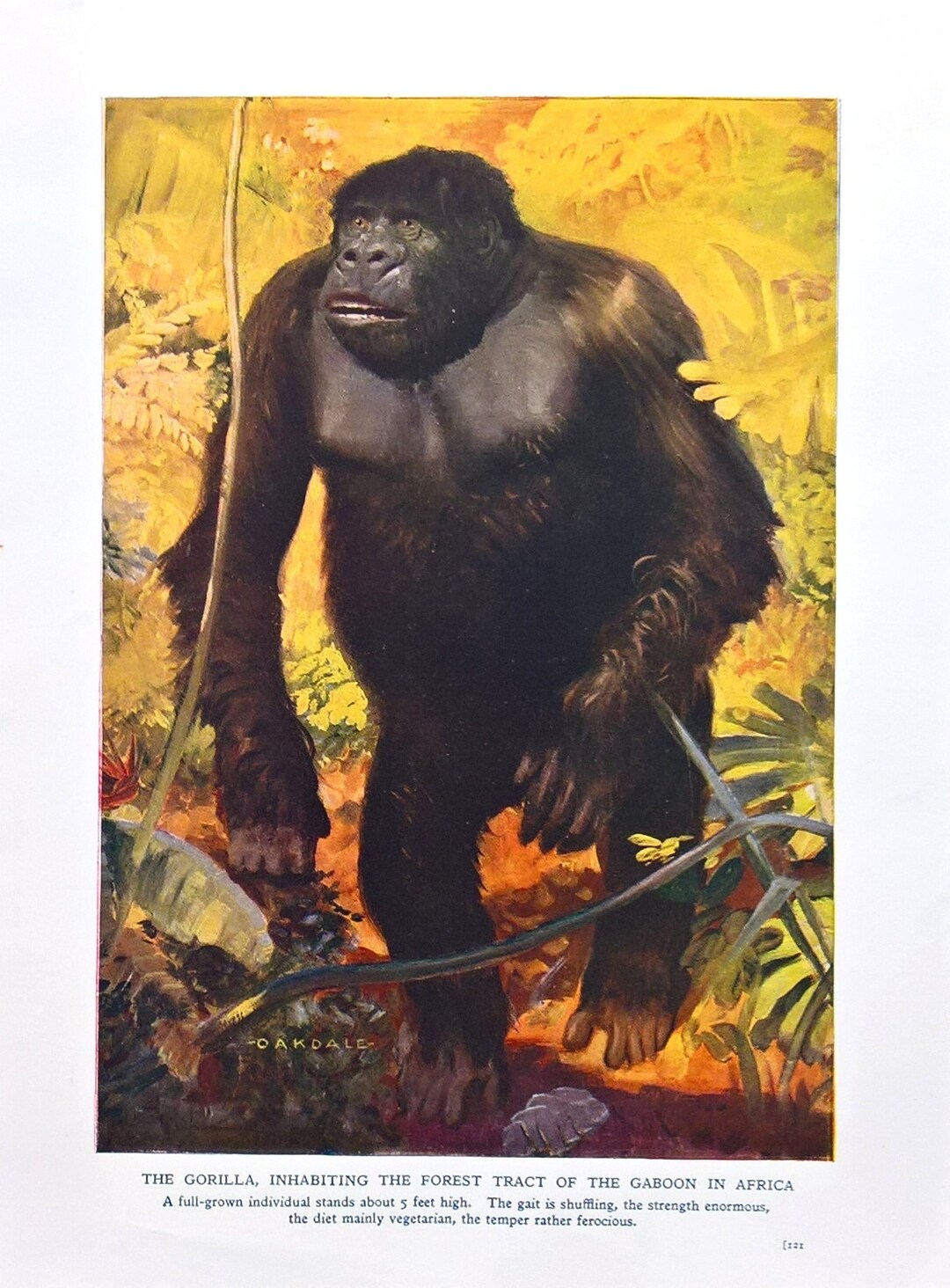 Gorilla Vintage 1920s Colour Print. Genuine Original Lithograph Book ...