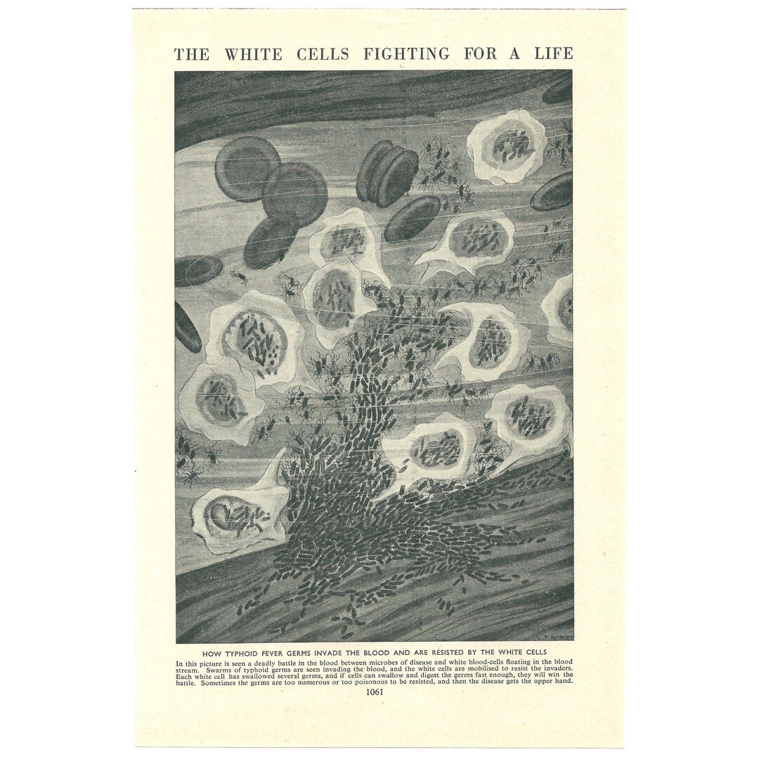 White Cells Human Anatomy 1950s Print. Genuine Original Lithograph ...