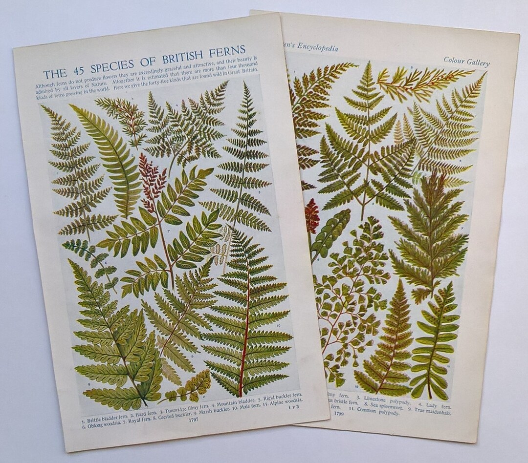 Species of British Ferns Original Vintage Prints. Pteridology - Etsy