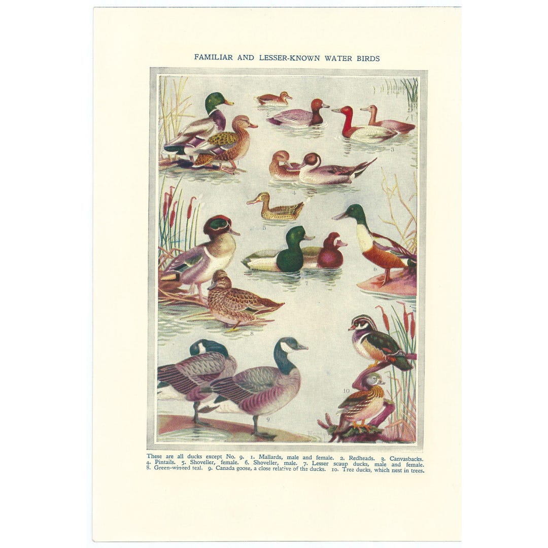Familiar and Lesser Known Water Birds Print. Genuine Original 1930s ...