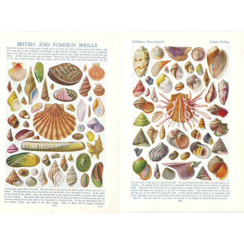 Sea Shell Prints - Etsy UK