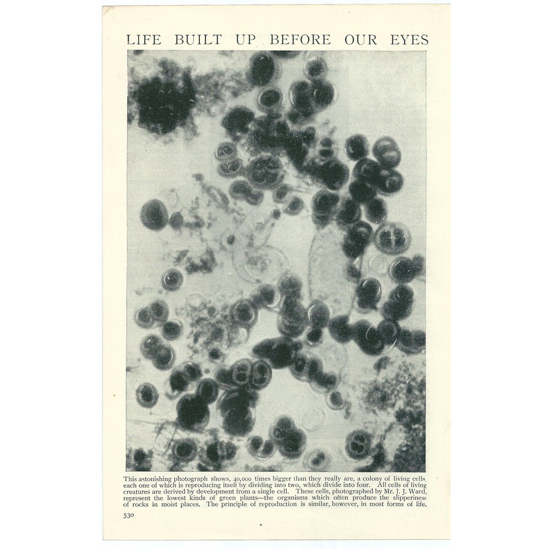 Living Cells Print From the 1910s. Genuine Original Antique Lithograph ...