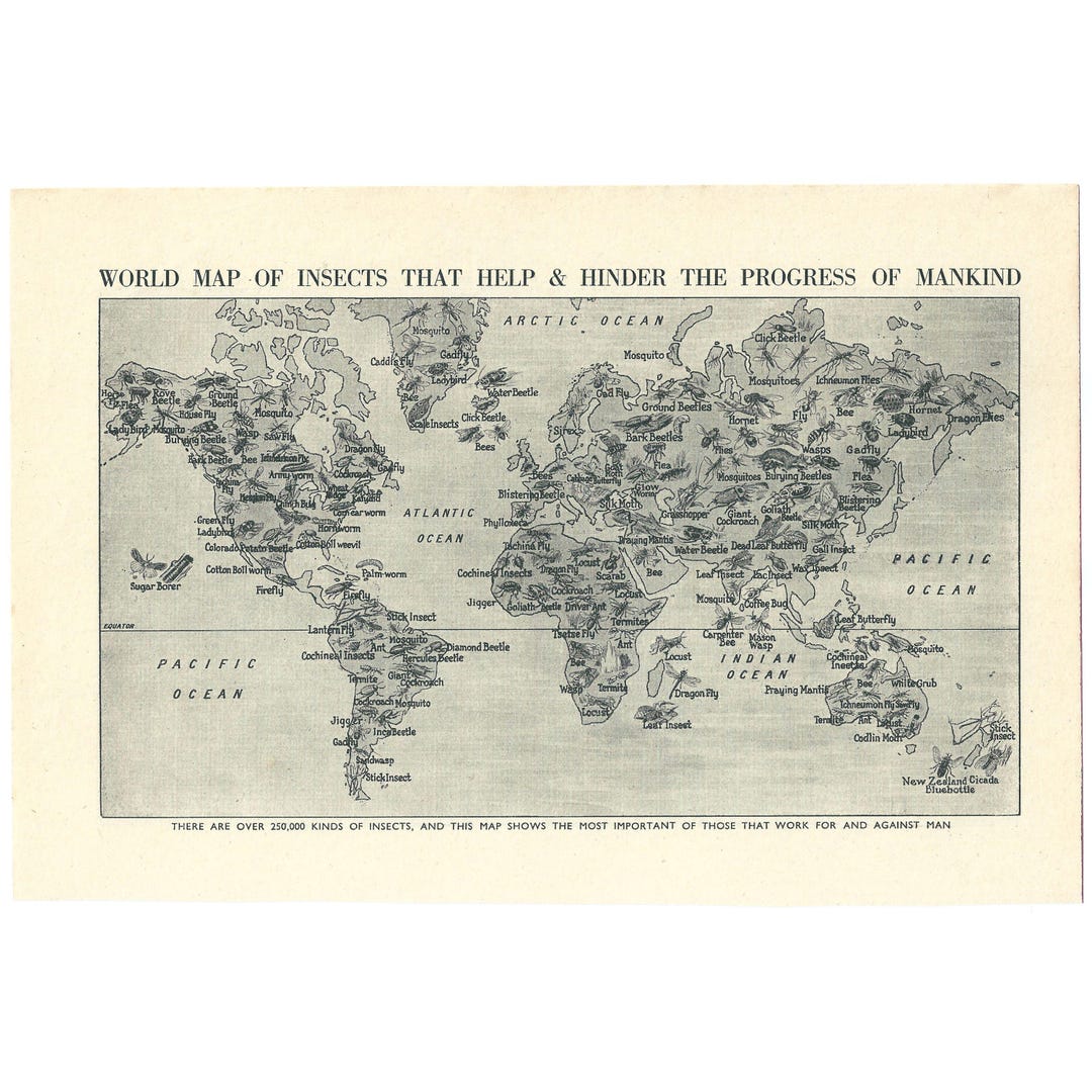 Vintage Insects Map 1950's Lithograph Print. Genuine Book Page/plate ...