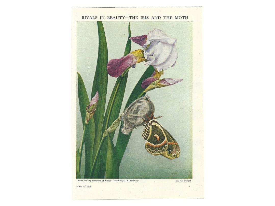 Vintage 1940's Iris & Moth Colour Lithograph Print. Genuine Original ...