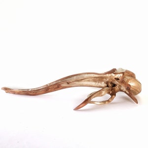 Swamp Wood Sculpture, Table Centerpiece, Impressive Studio Decor, Film ...