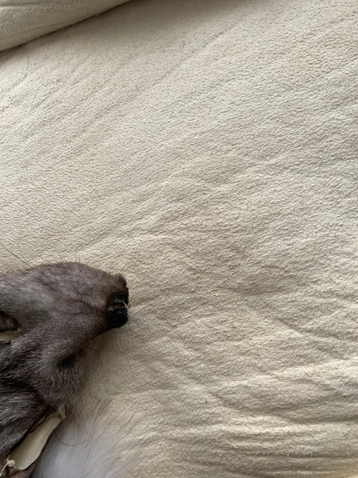 Genuine Blue Fox Fur Pelt Super Supple and Lavish as a Fur - Etsy