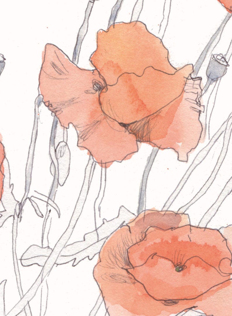 Red Poppy PRINT line drawing and red watercolor of poppies | Etsy