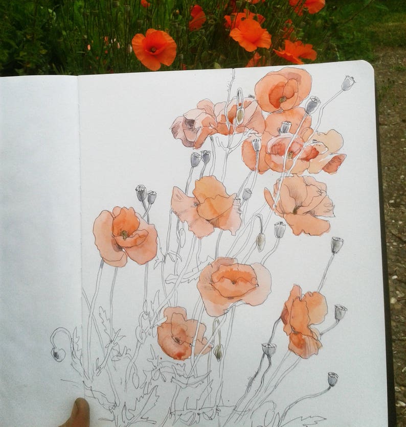 Red Poppy PRINT line drawing and red watercolor of poppies | Etsy