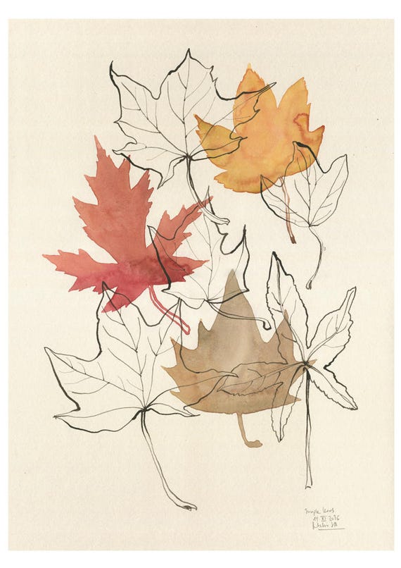 Contemporary botanical art by Catalina watercolor and ink drawing of ...