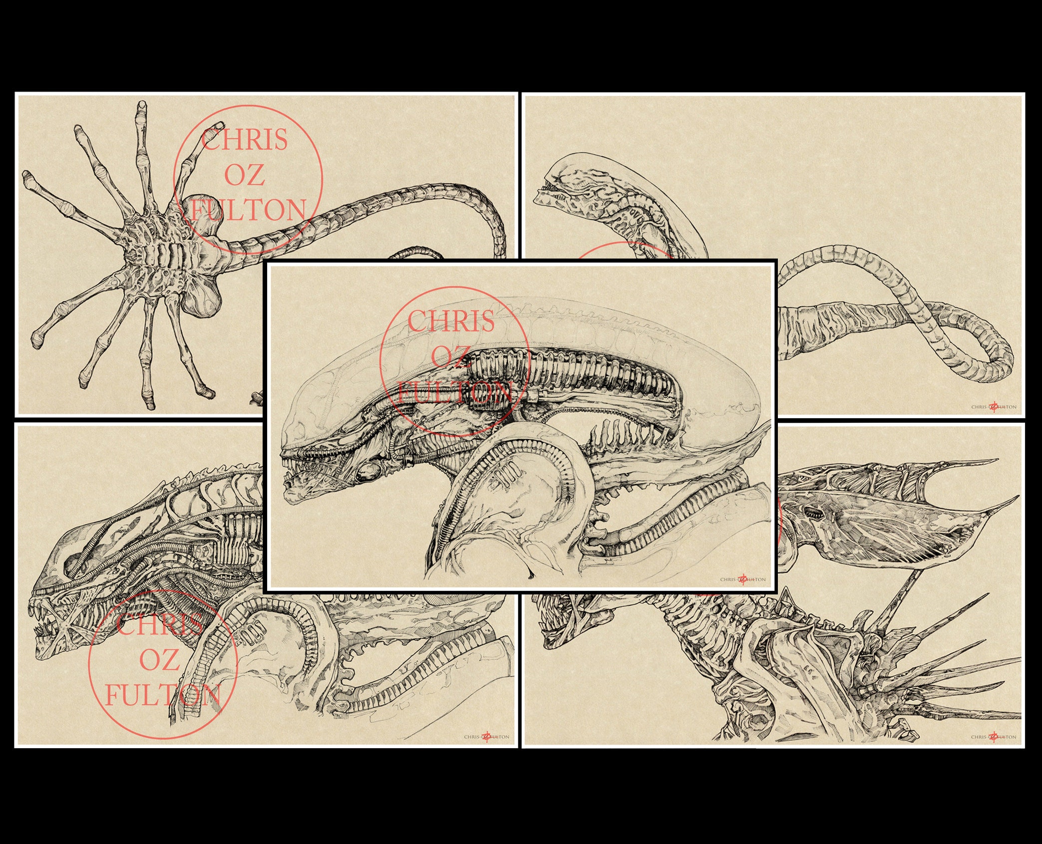 Xenomorphs Evolution
