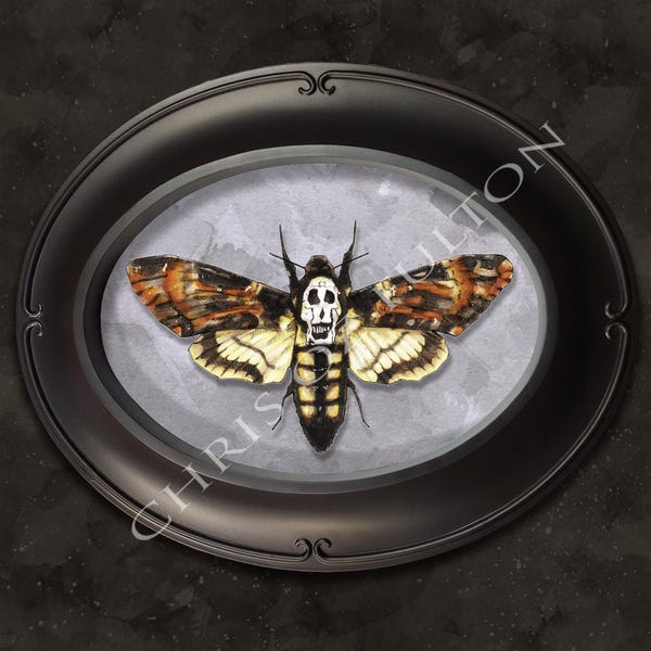 Death Head Moth - Etsy