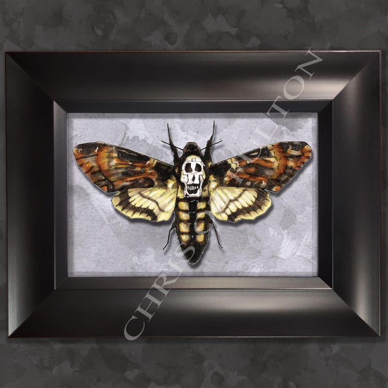 Moth in Frame - Etsy